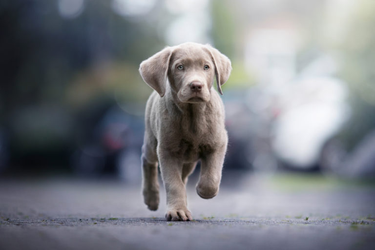 Labrador grau: Ist es zu empfehlen diese Fellfarbe zu kaufen ...